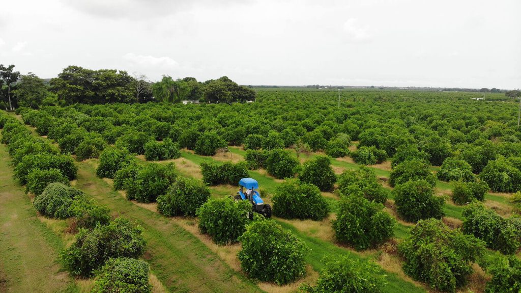 Productos – UBEFRUIT